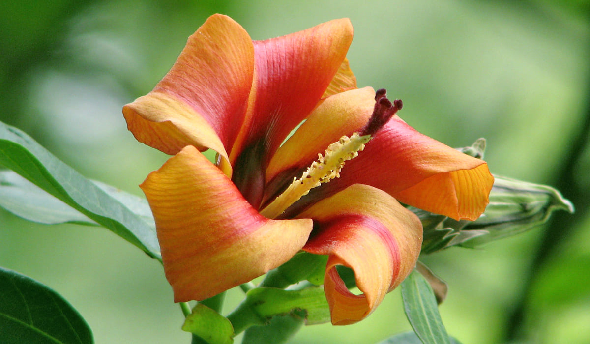 Mahot bois bleu | AZ Martinique